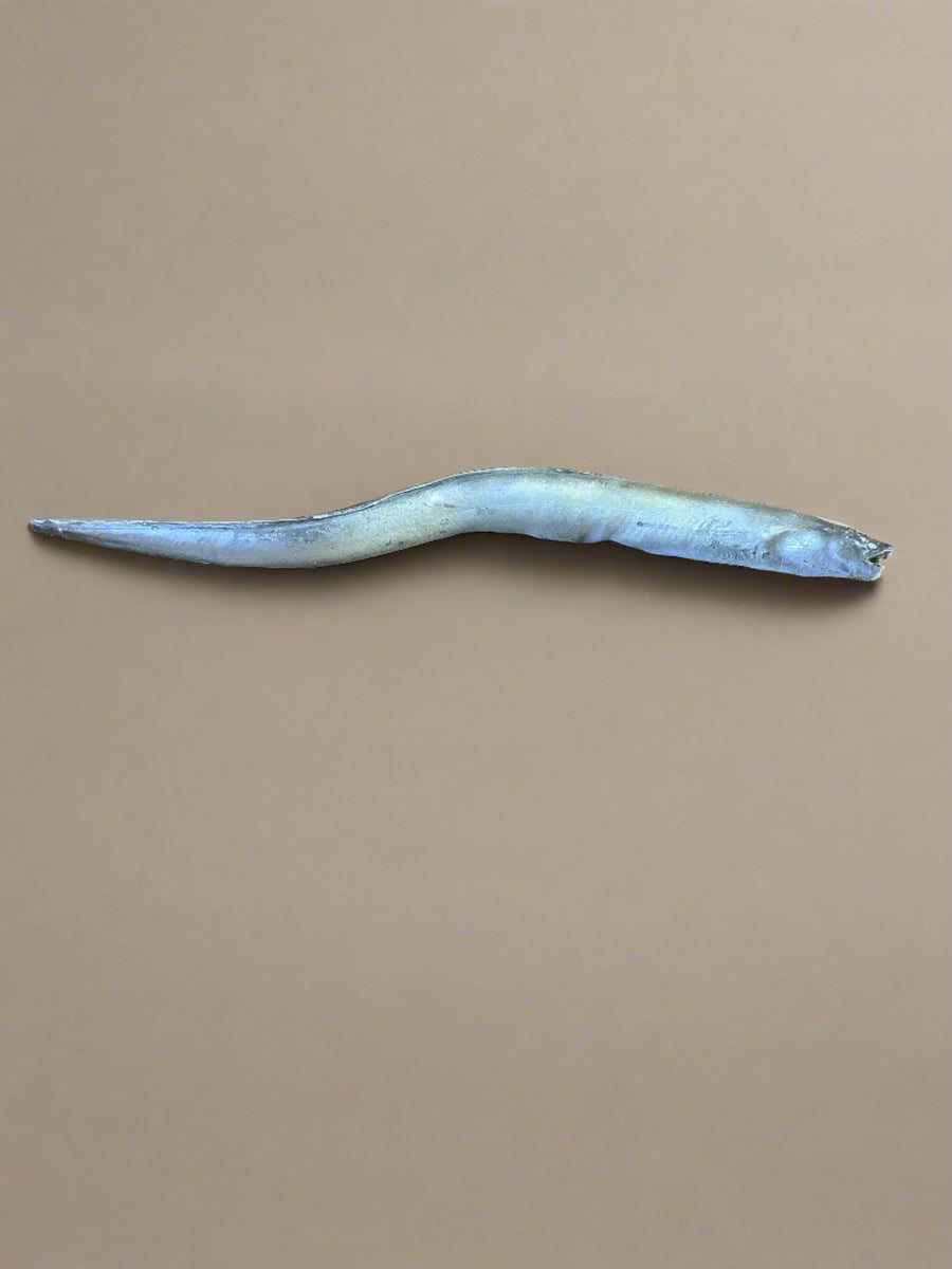 Large Plastic Eel – Ashwood Props